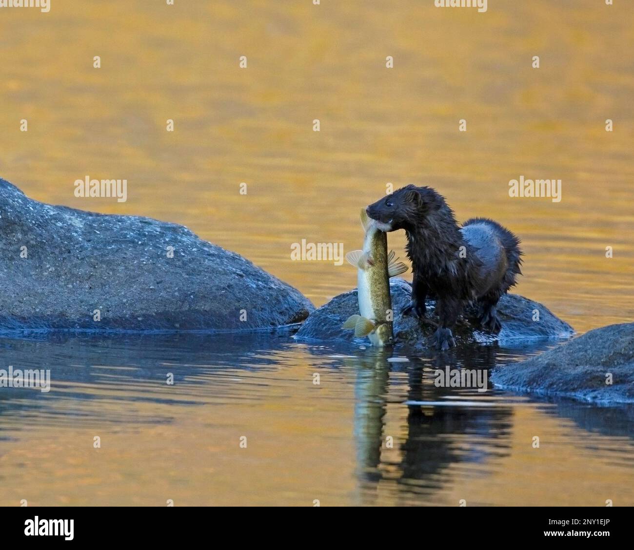 American mink fishing in Pyramid Lake in fall, Jasper National Park ...