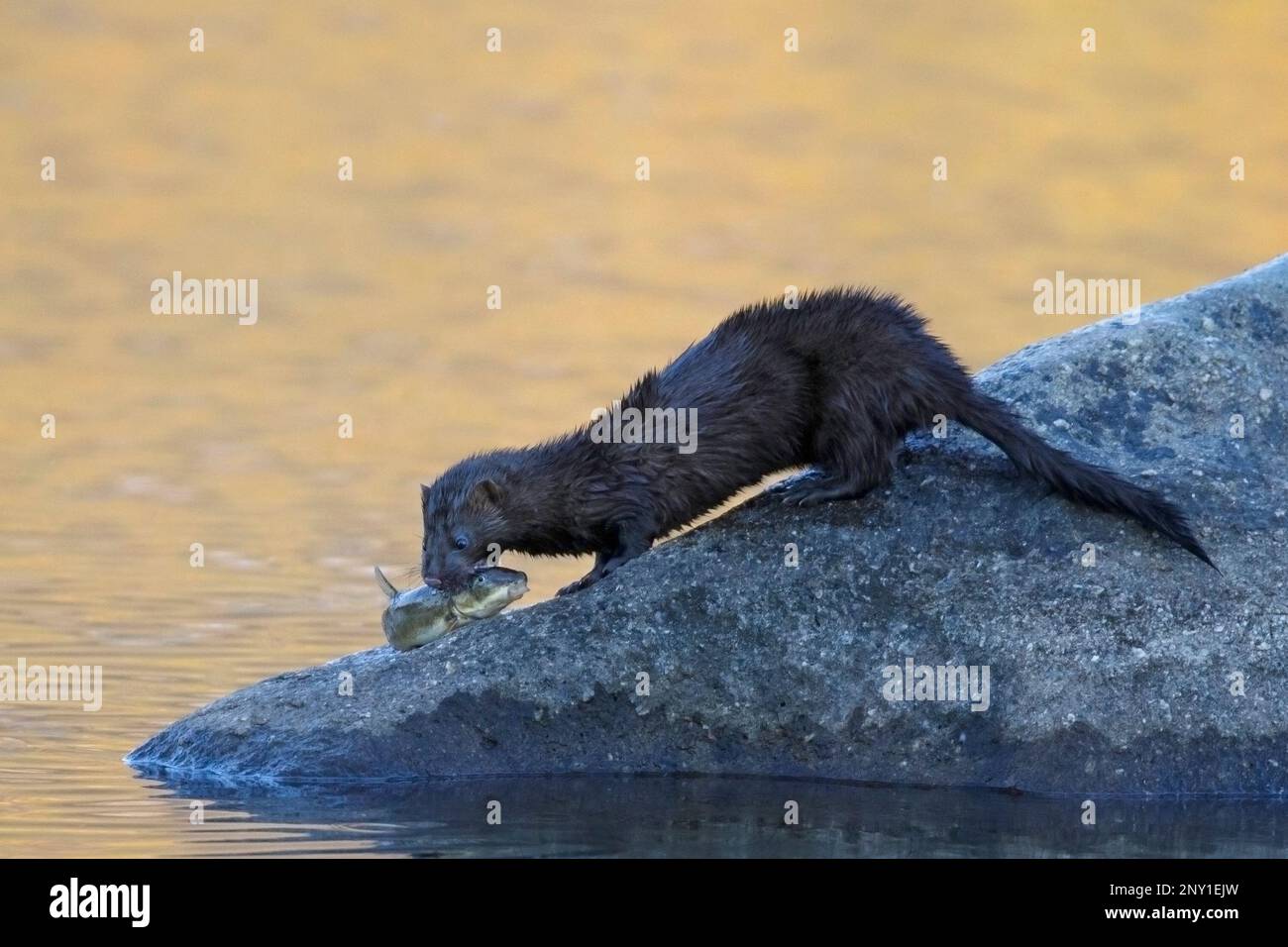 American mink carrying a fish that the animal caught in Pyramid Lake ...