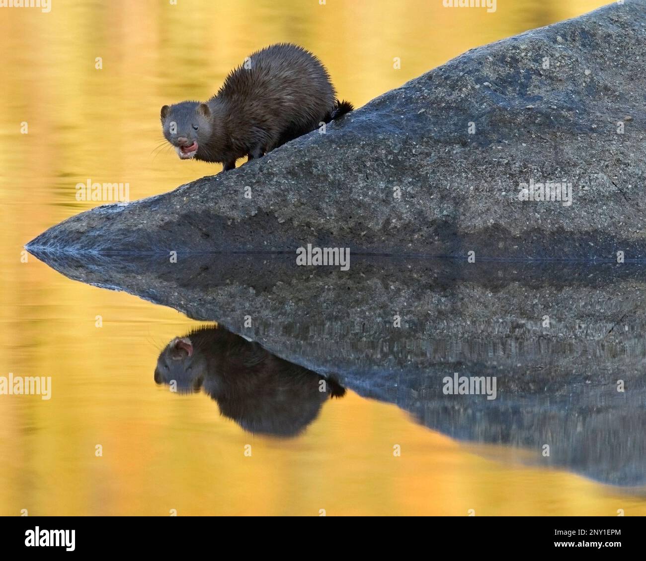 Mink animal hi-res stock photography and images - Alamy