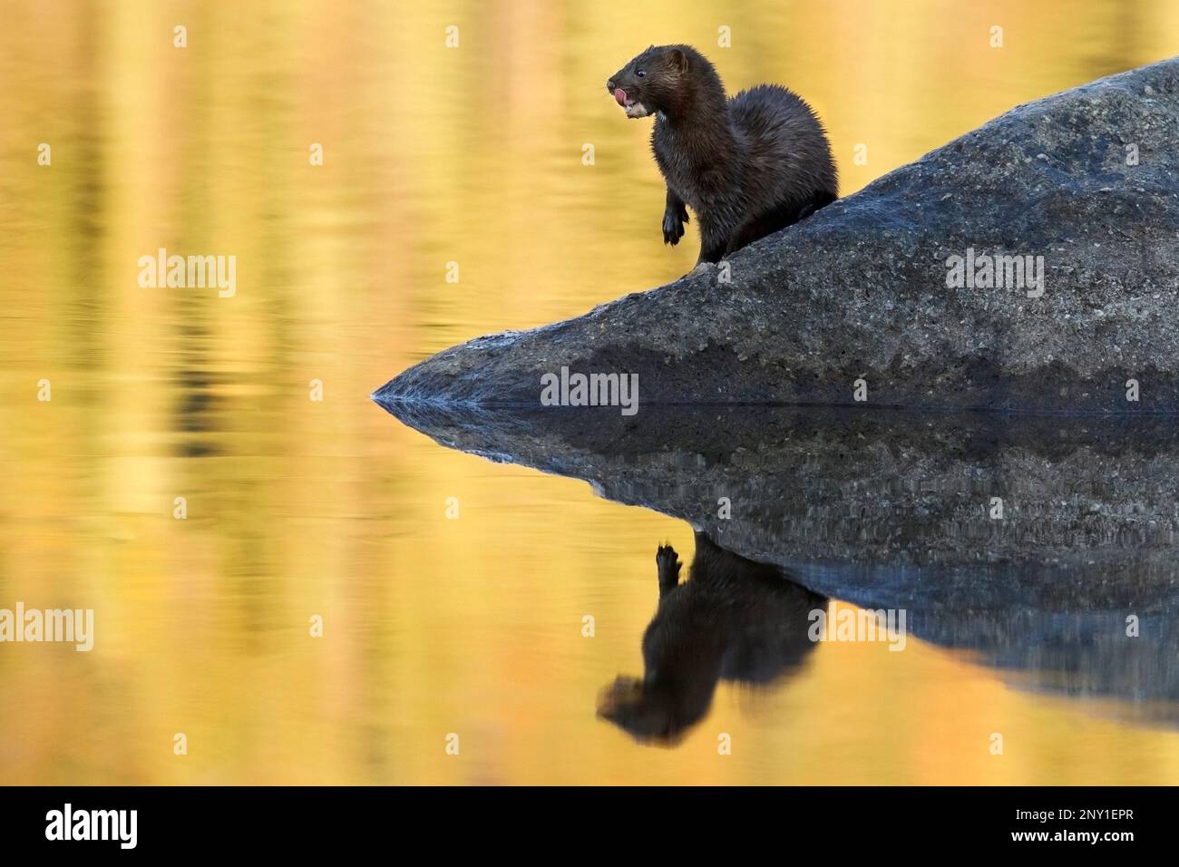 Mink sitting on rock hi-res stock photography and images - Alamy