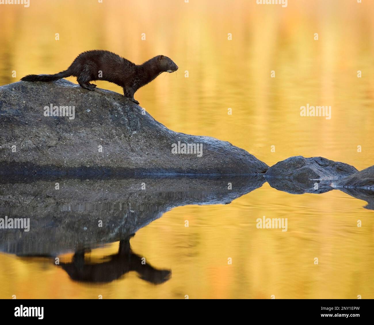 American mink standing on a rock in Pyramid Lake with autumn gold color ...