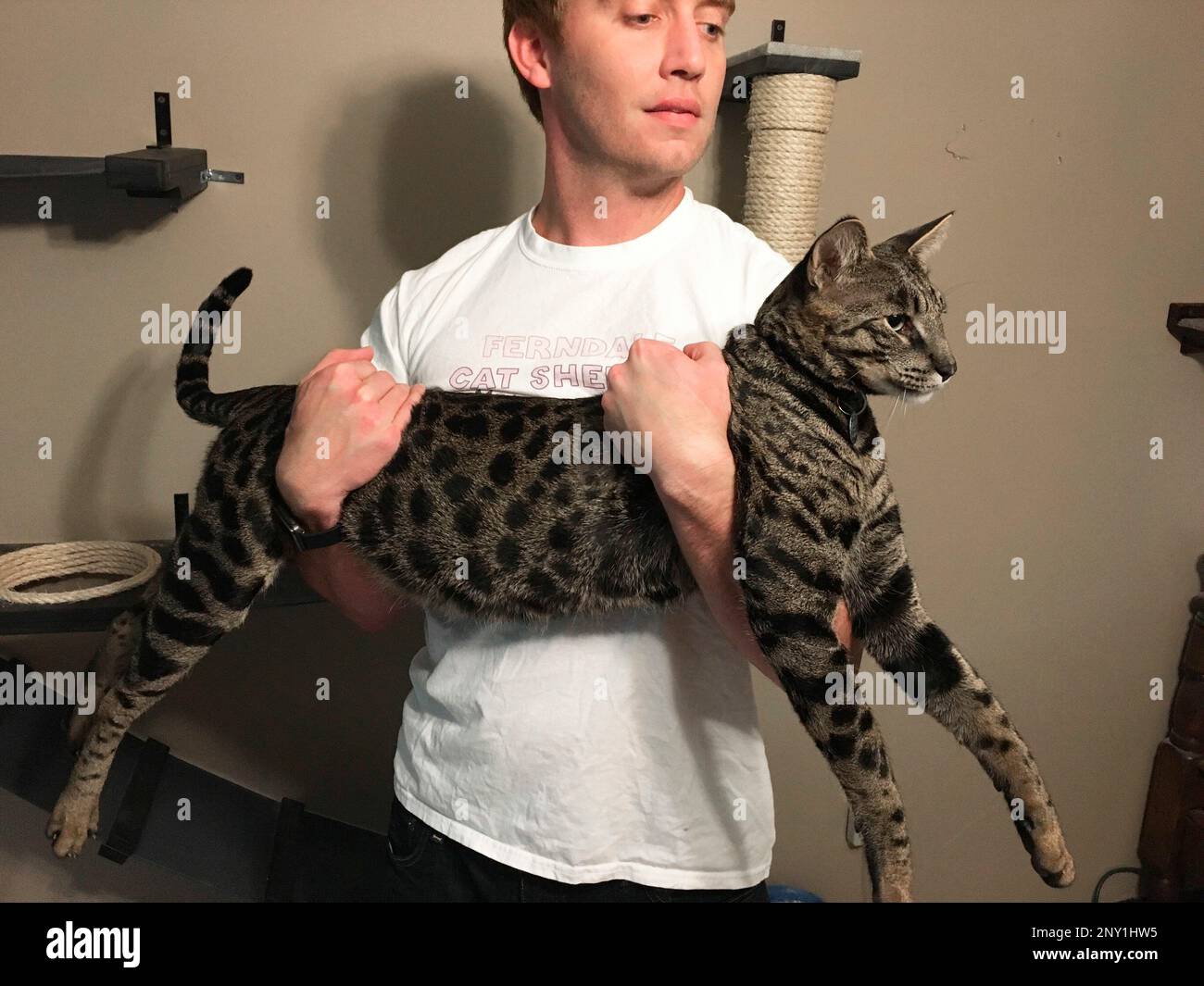 FILE- In a Sept. 13, 2017 file photo, Will Powers holds his cat ...