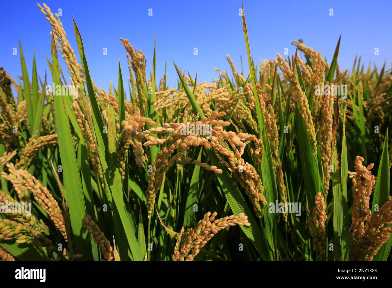 The autumn rice fields Stock Photo - Alamy