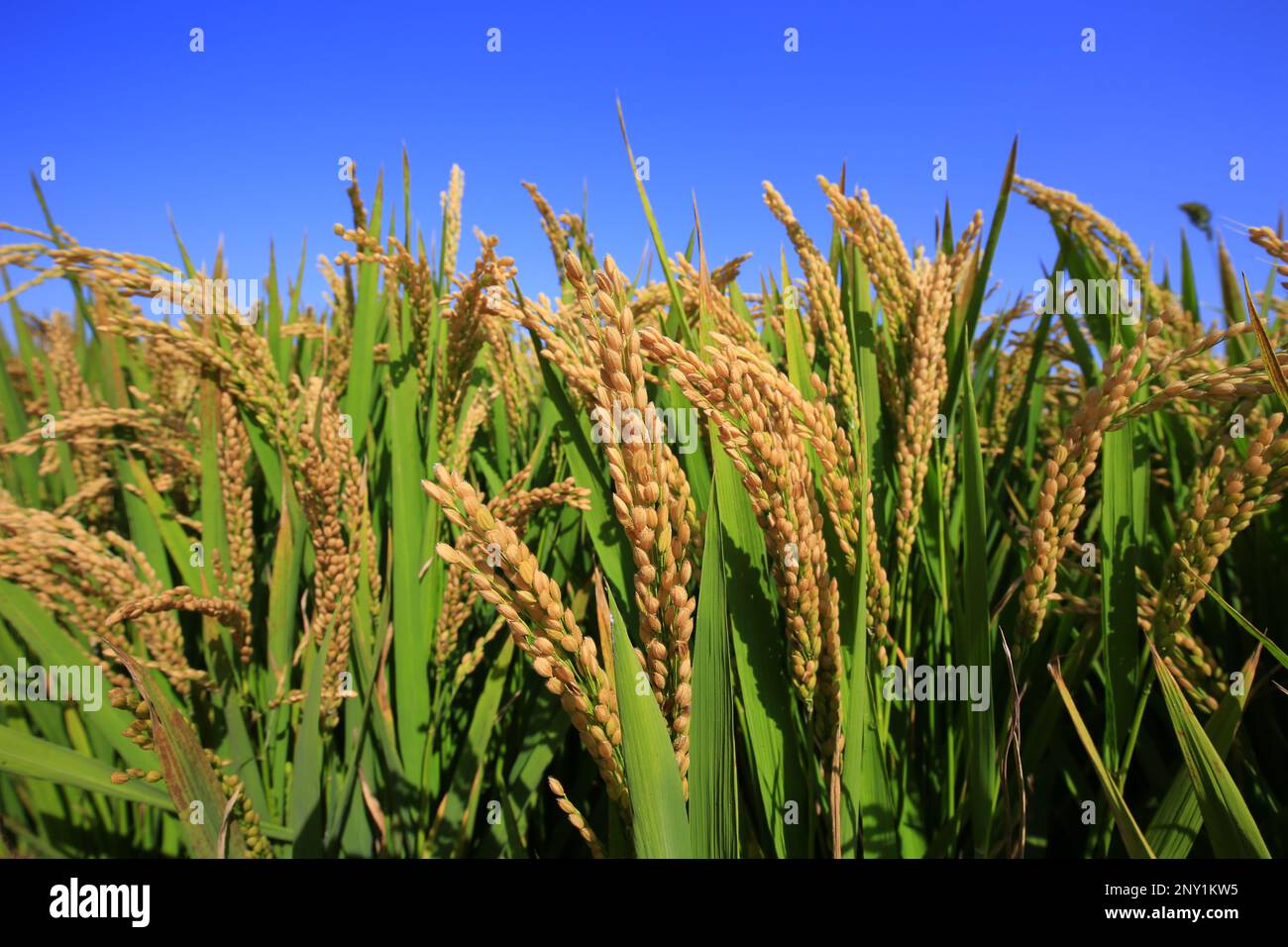The autumn rice fields Stock Photo - Alamy