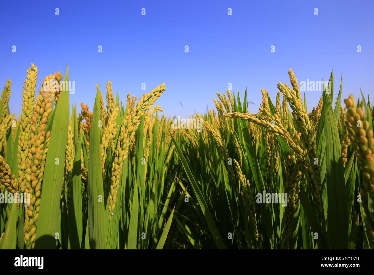 The autumn rice fields Stock Photo - Alamy