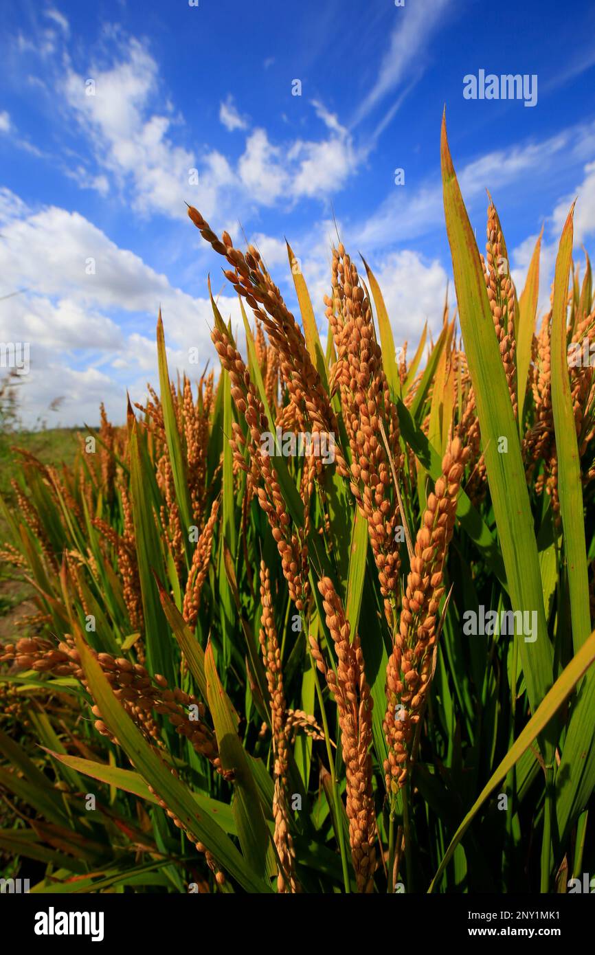The autumn rice fields Stock Photo - Alamy