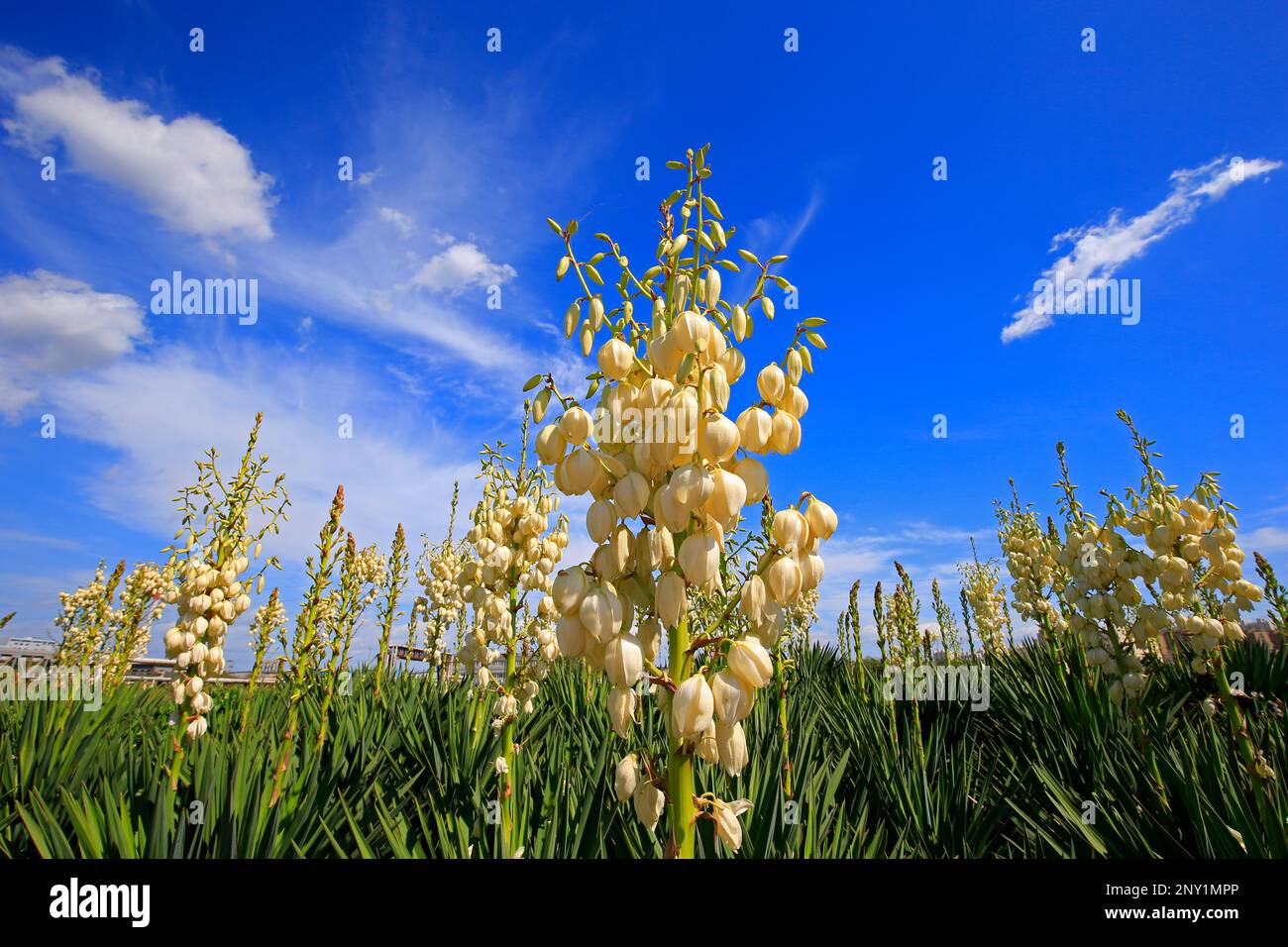 Sisal, Spanish dagger Stock Photo - Alamy