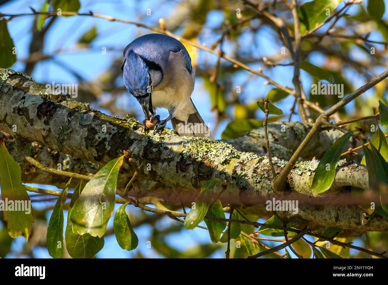 Blue jay works hard to open an acorn while perched on a tree branch Stock Photo - Alamy