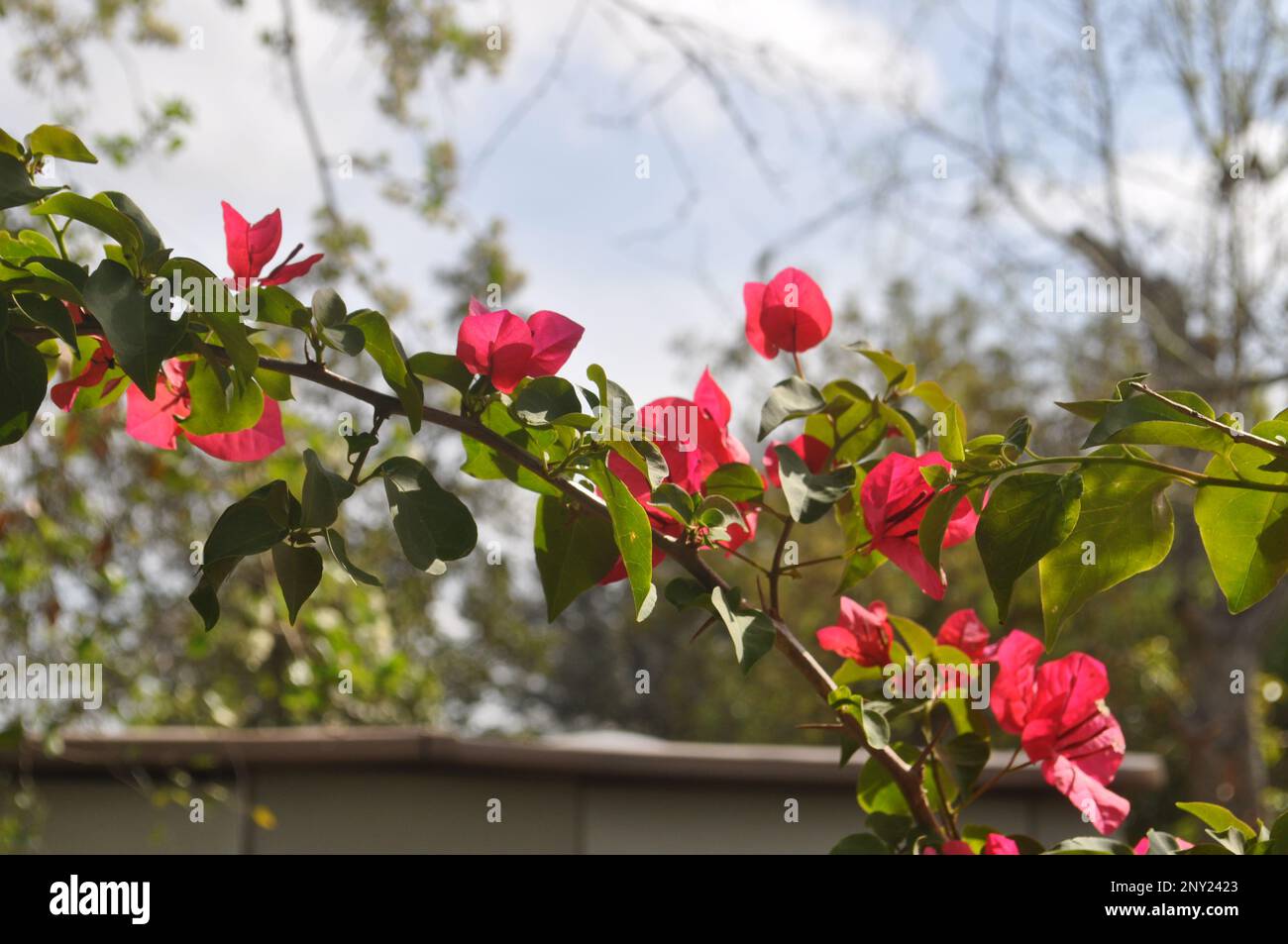 Tree Branch with flowers and blue skies Stock Photo - Alamy