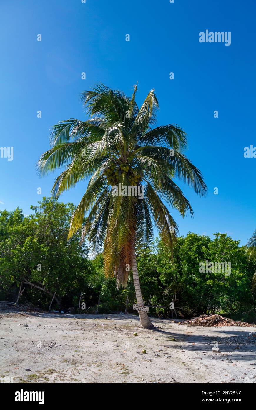 Mahahual, Quintana Roo, Mexico, A palm tree in a dessert land of ...