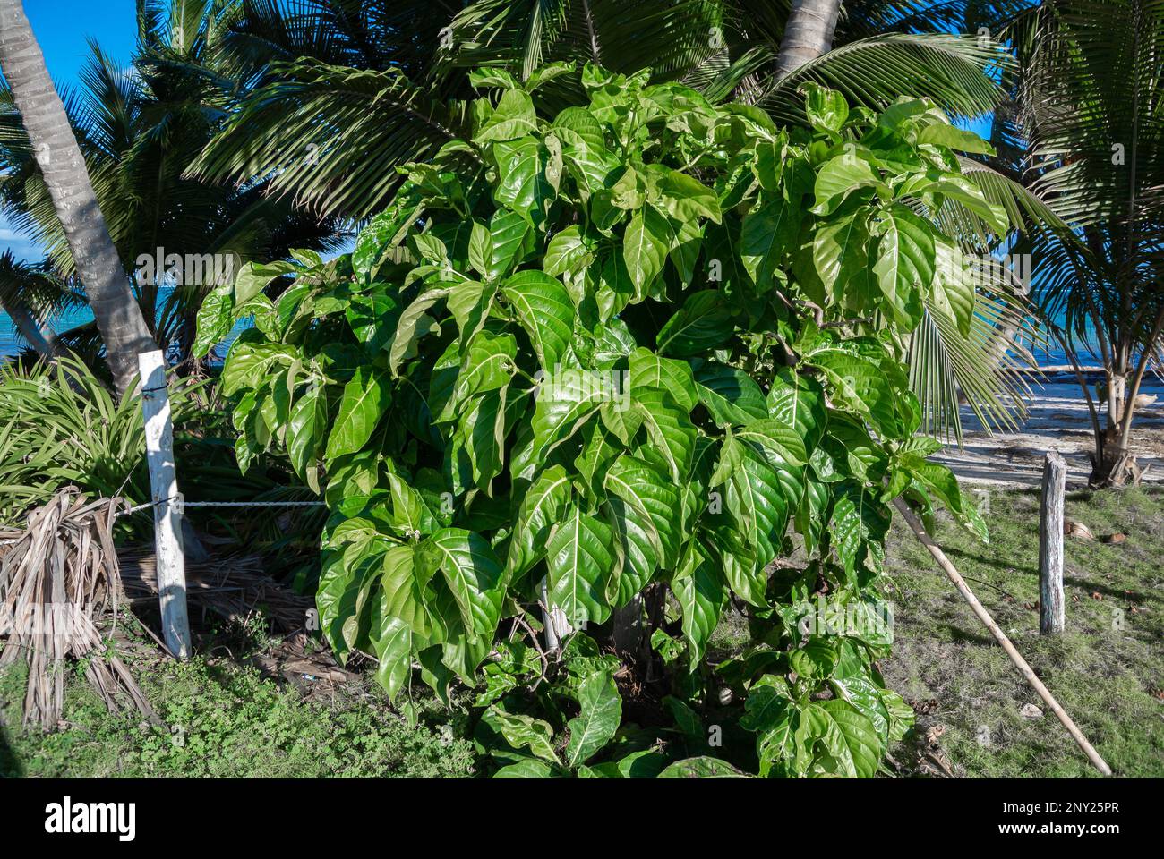 Mahahual, Quintana Roo, Mexico, Tropical plant that grows on a ...
