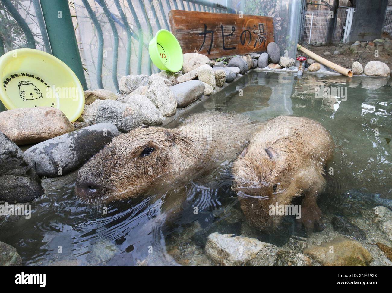 Capybaras, the world's largest rodent, enjoy to bath at the Space World ...