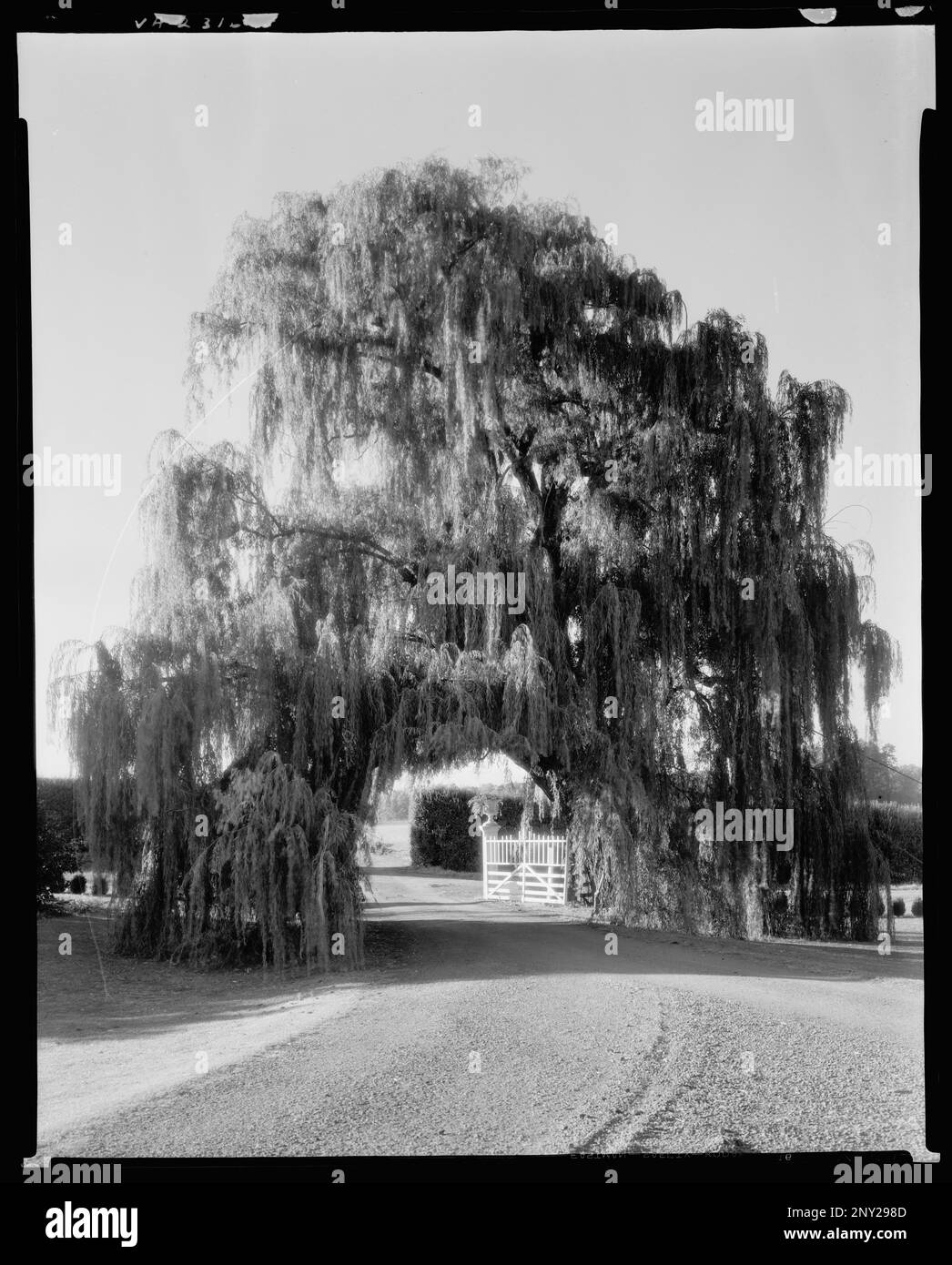 Montpelier Gardens, Orange vic., Orange County, Virginia. Carnegie ...