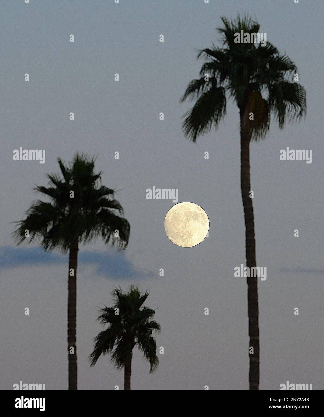 A full moon rises over Yuma behind three palm trees in the Yuma Valley ...