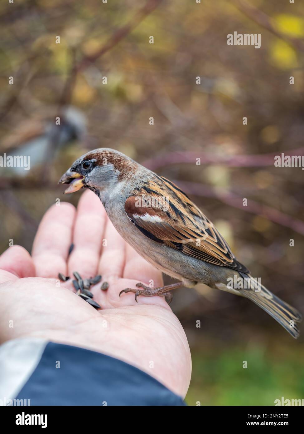 Sparrow eats seeds from a man's hand. A Sparrow bird sitting on the ...