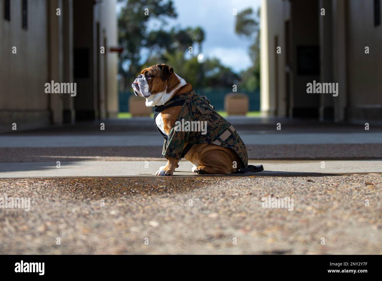 U.S. Marine Corps Cpl. Manny, the mascot of Marine Corps Recruit Depot ...