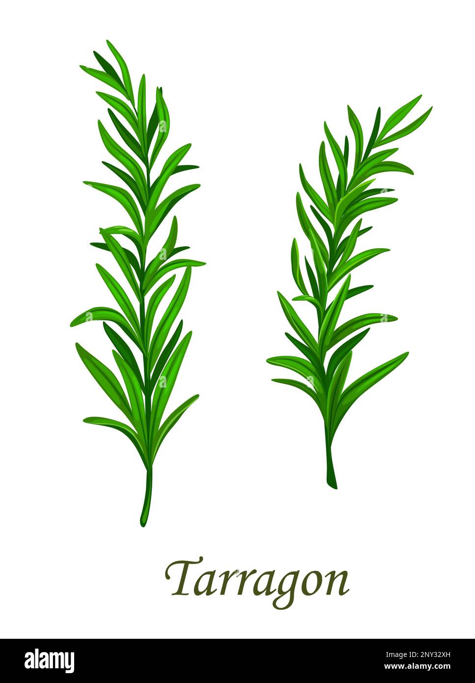 Estragon oil hi-res stock photography and images - Alamy
