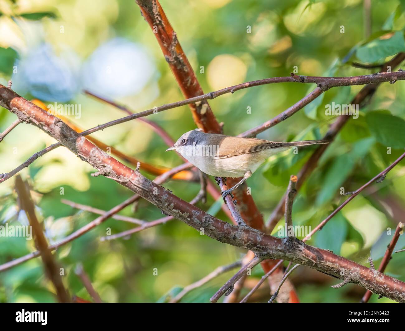 Common chiffchaff, lat. phylloscopus collybita, sitting on branch of ...