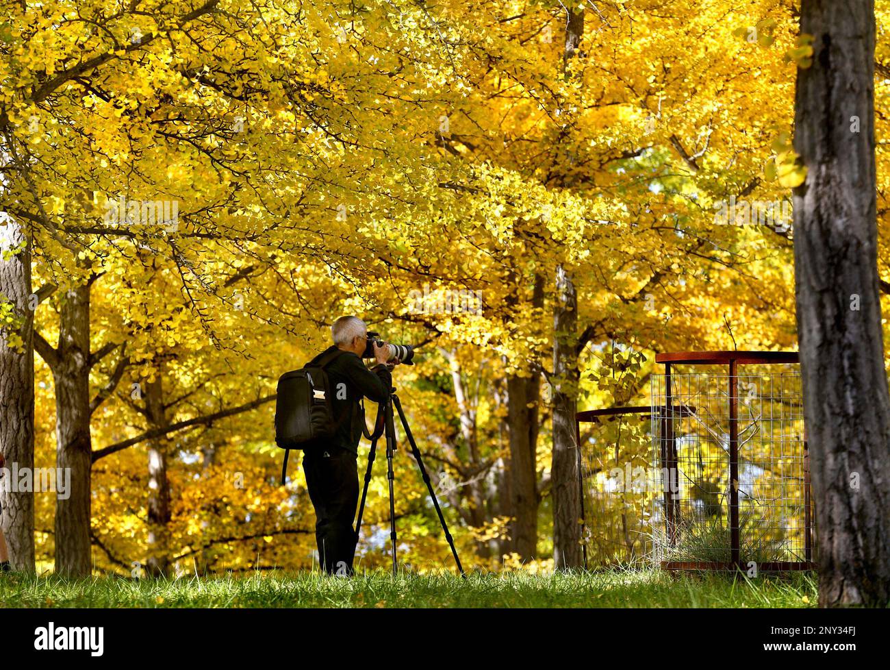 Dan Lai photographs the bright yellow leaves of the trees in the ginkgo ...