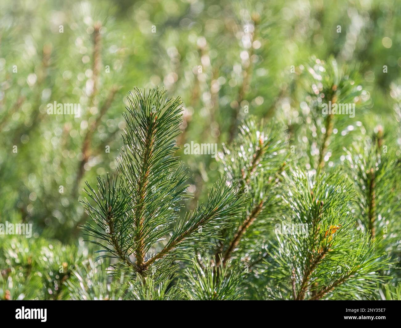 Green small pine trees with fresh shoots in spring or summer. Dense ...
