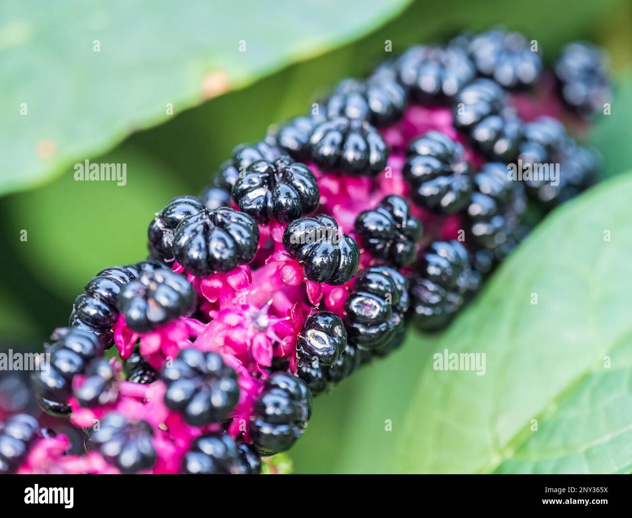 Close-up of phytolacca acinosa purple black berries also known as ...