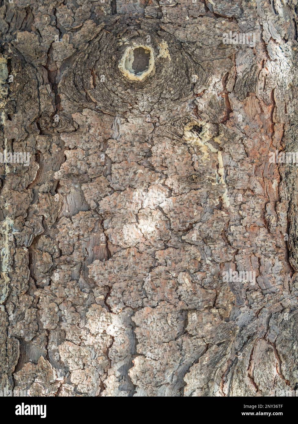 Bark texture and background of a old fir tree trunk. Detailed bark ...
