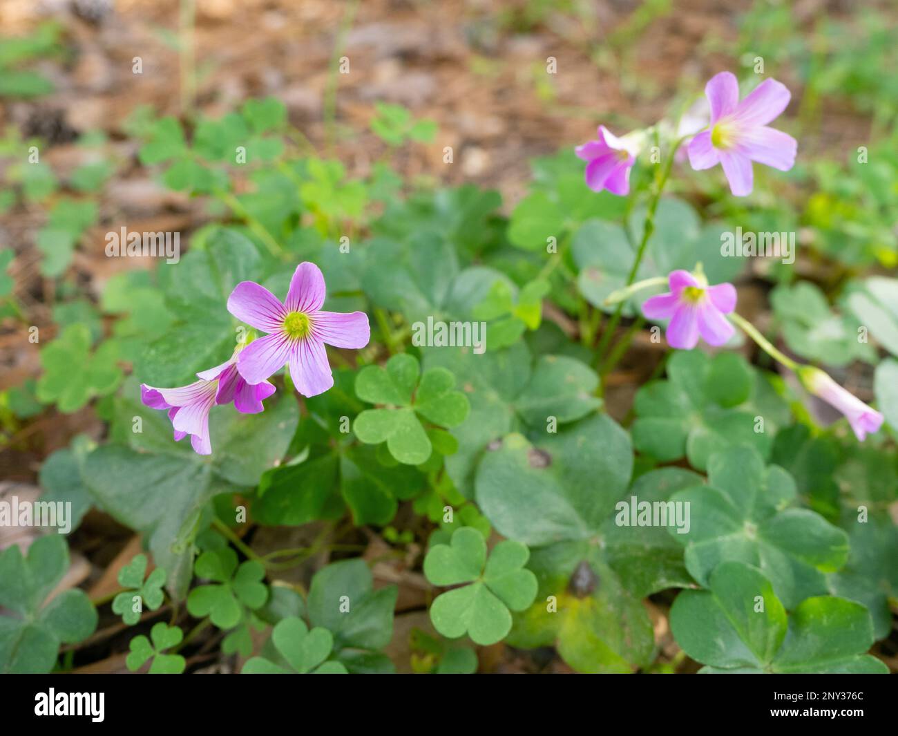 Violet Wood Sorrel