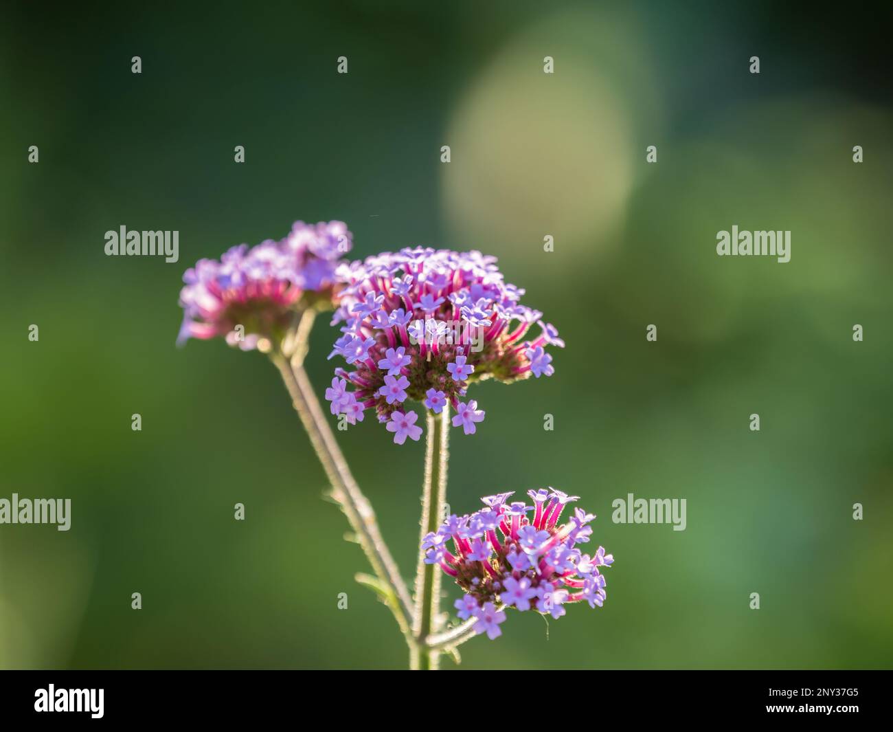 Verbena bonariensis flowers, Argentinian Vervain or Purpletop Vervain ...