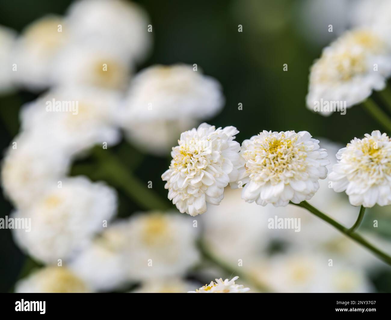 Colourful Feverfew Flowers, Tanacetum parthenium. Beautiful white and ...