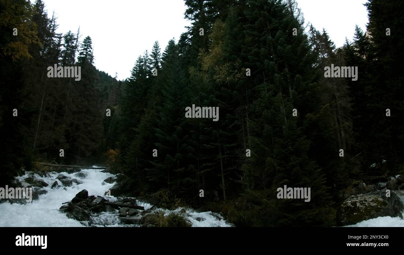 Green cold forest. Creative. Long fir trees growing next to cold ...