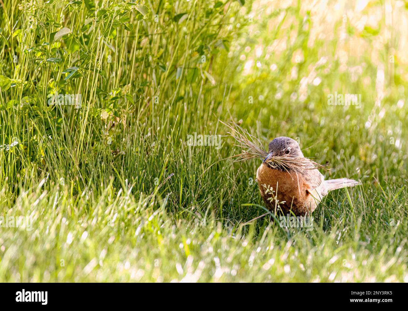 American Robin in spring, gathering nesting material in it's beak Stock ...