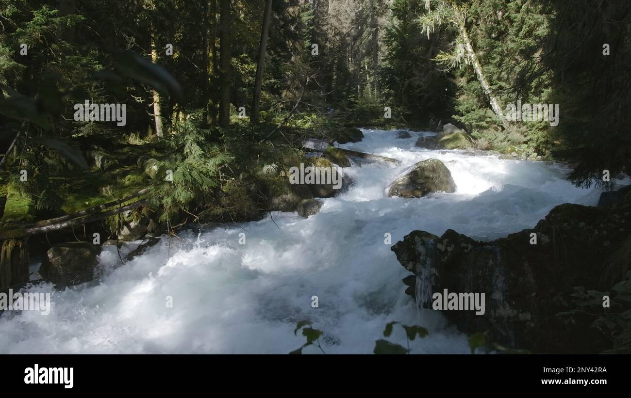 Bubbling river in green forest. Creative. Rocky mountain river flows in ...