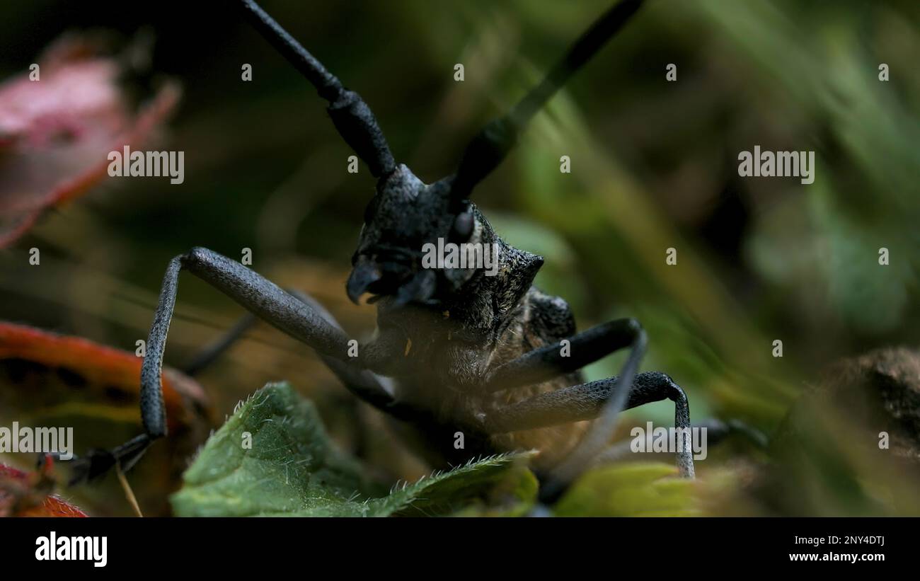 Huge mustachioed beetle. Creative.Green grass in which a large snow ...