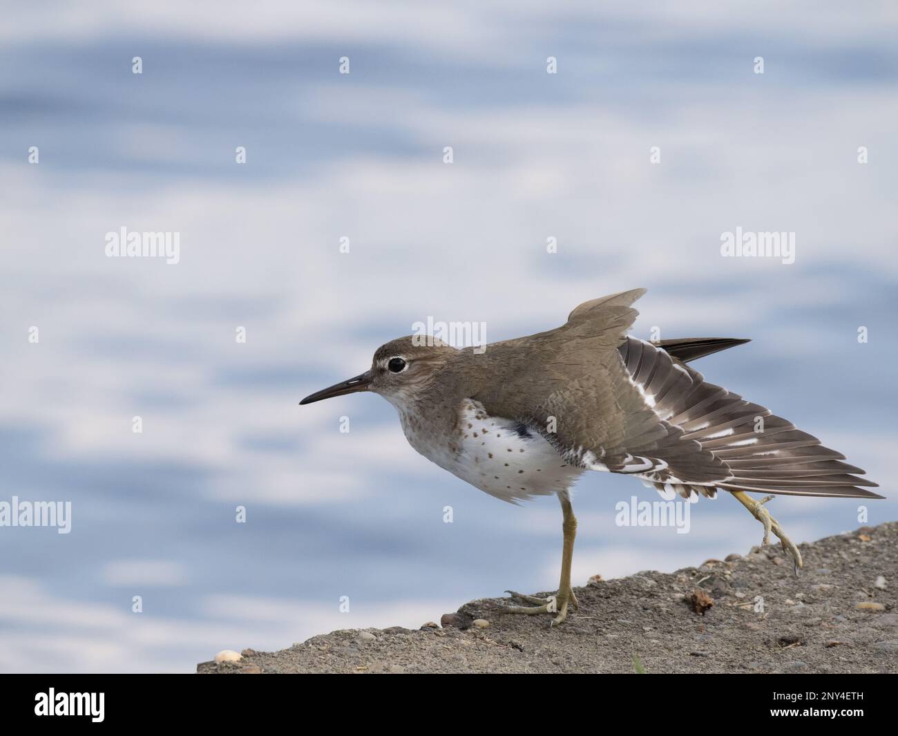 Spotted sandpiper with extended wings standing on the shoreline in ...