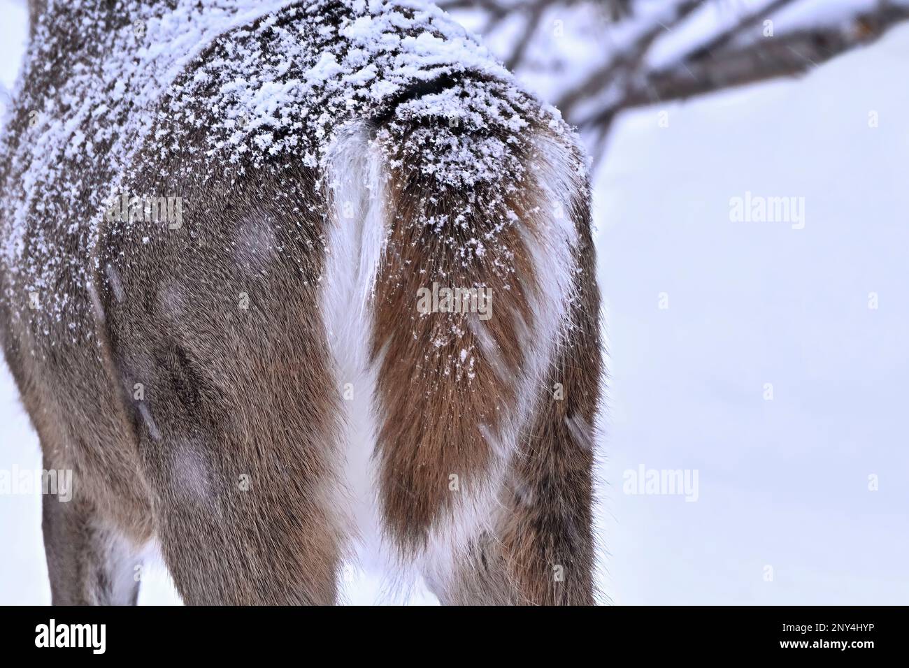A rear view of a white-tailed deer "Odocoileus virginianus", standing ...