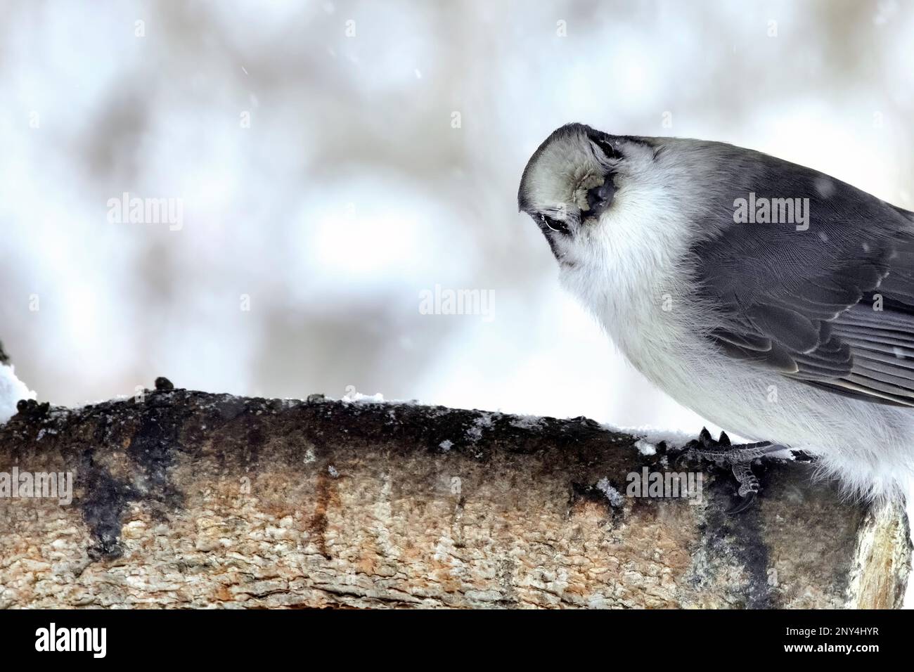 A Canadian Jay "Canadese taigagaai", looking at the camera Stock Photo ...