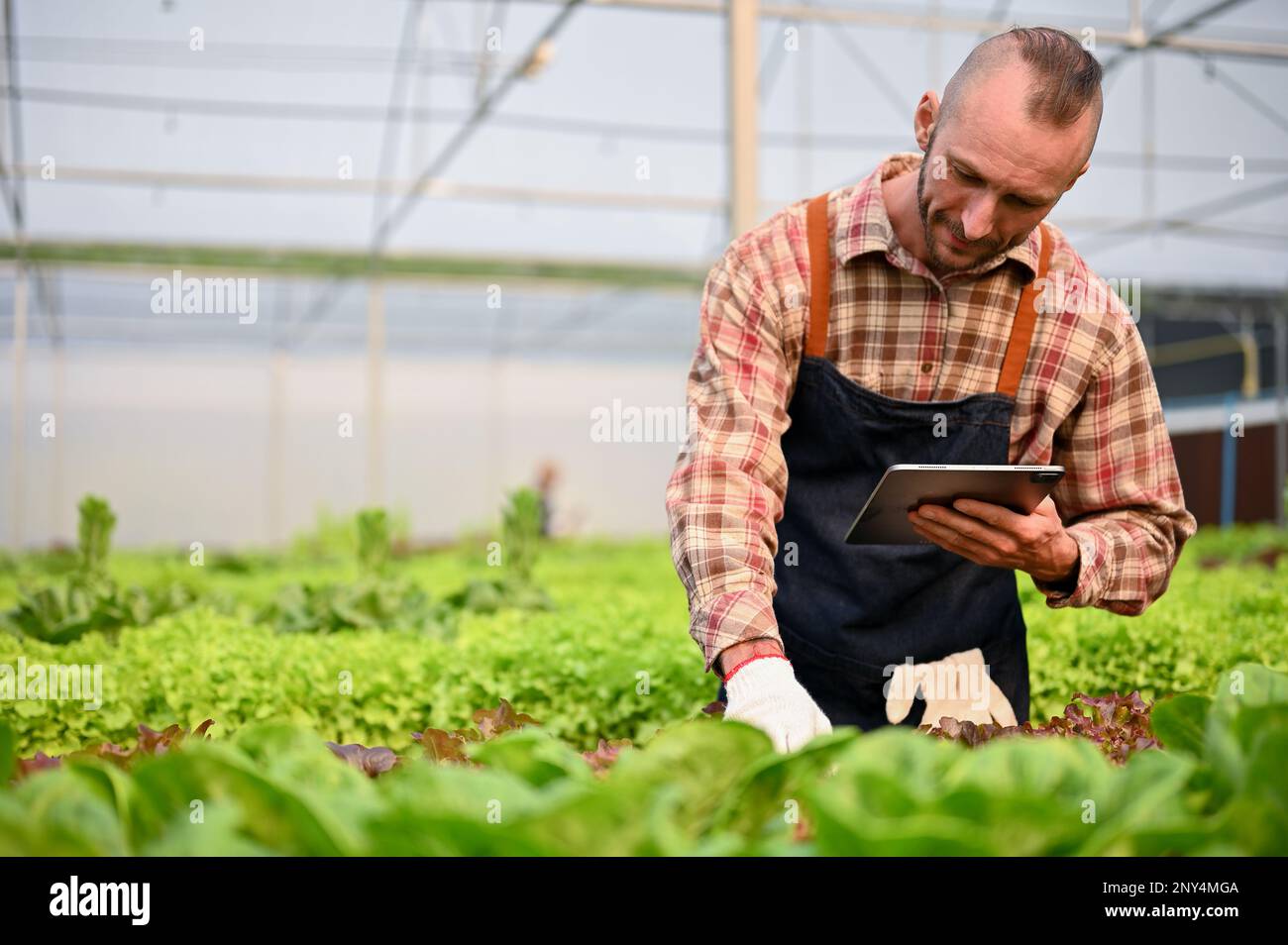Determined adult Caucasian male farmer or farm owner checking orders on ...