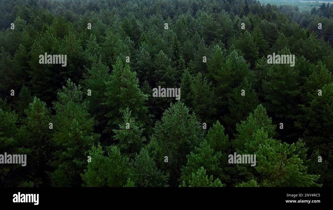 Beautiful scenery footage pine forest hi-res stock photography and ...