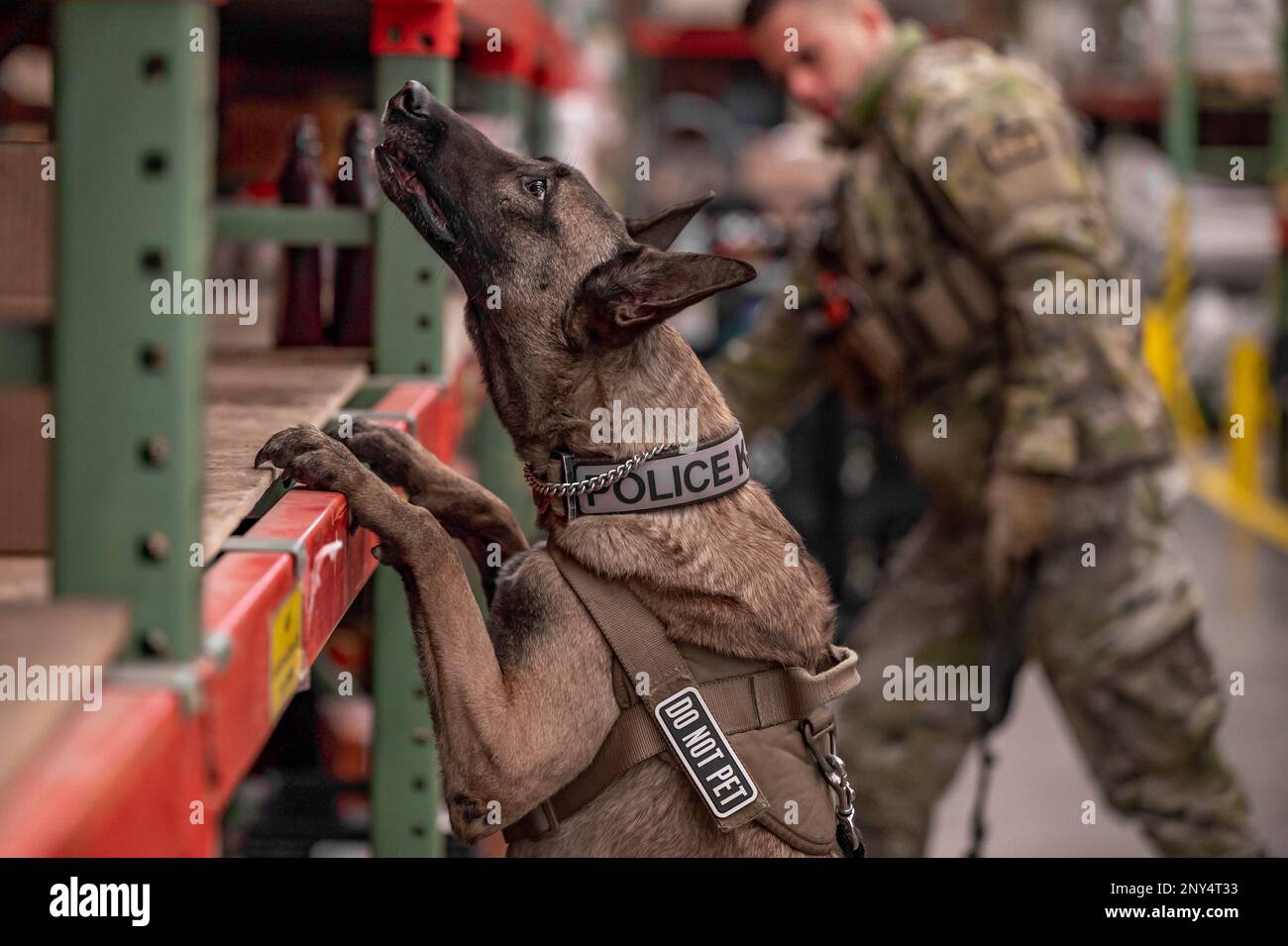 Ffarah, 341st Security Forces Squadron military working dog, indicates ...