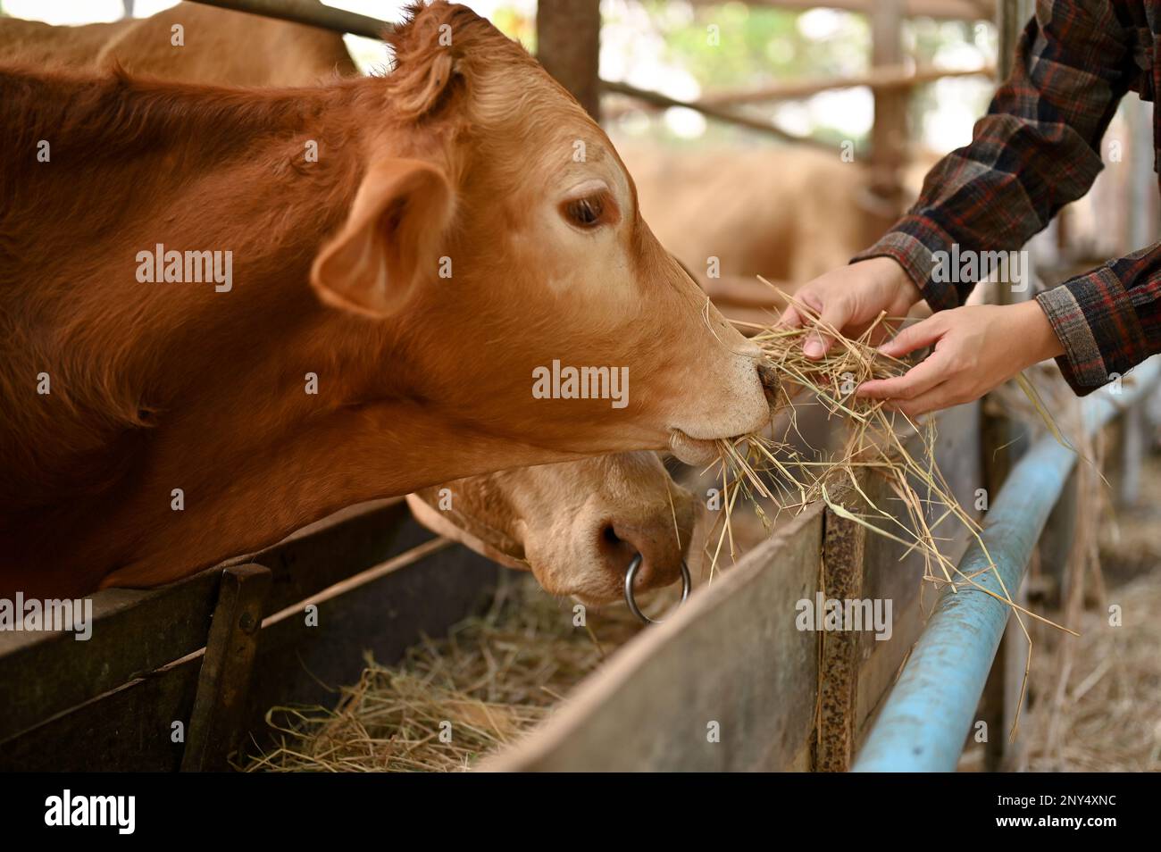 Close-up images of a farmer feeding fried fodder to a cow in the ...