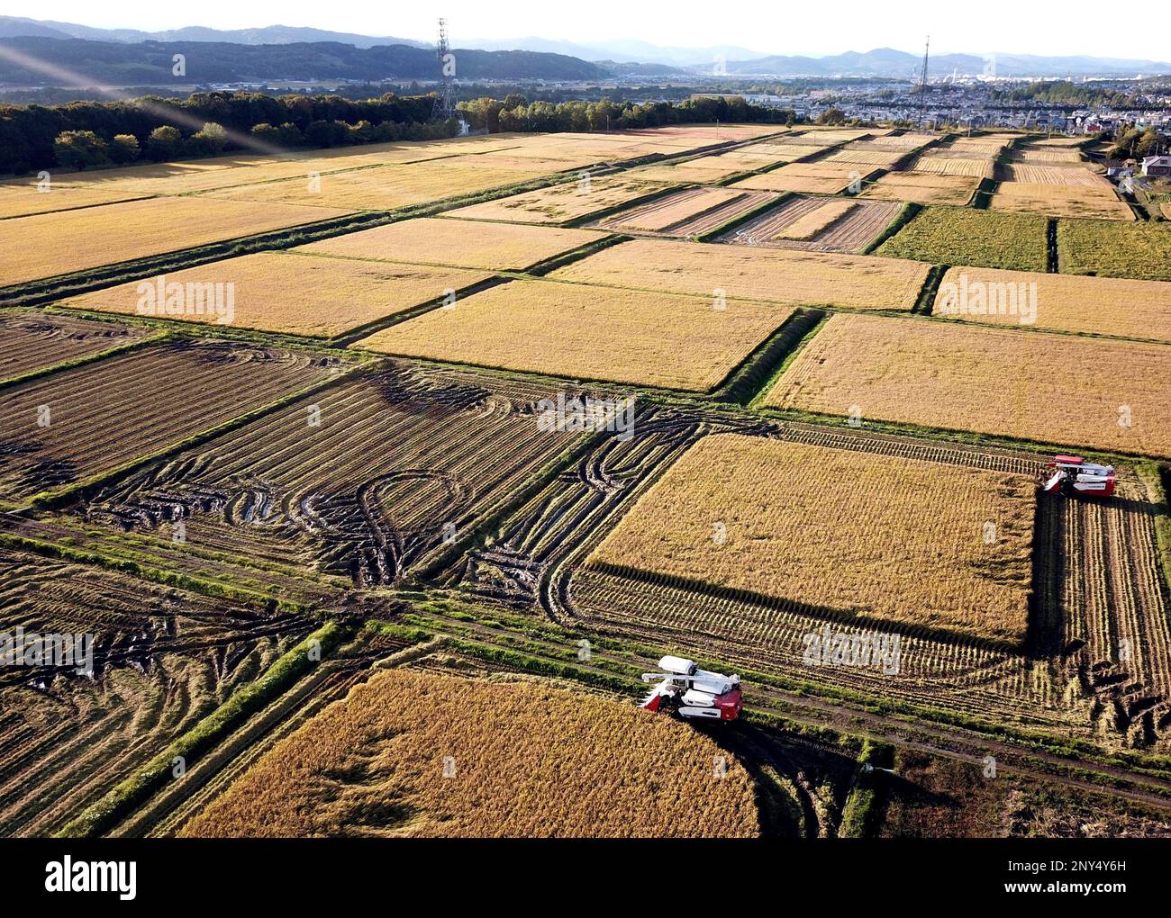 This photo shows rice fields during harvest season in Asahikawa ...