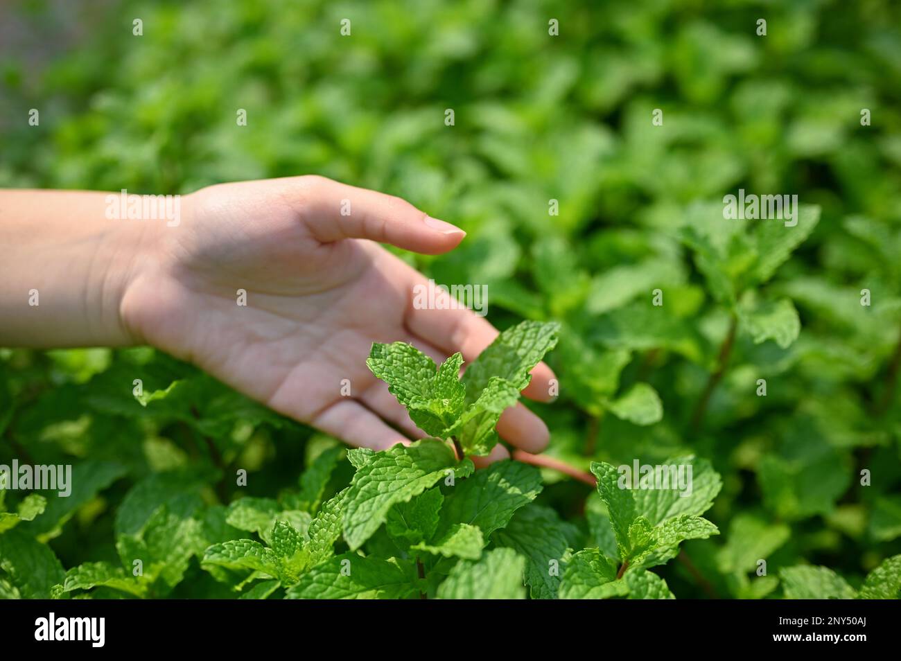 Close-up image of a hand touching mint leaf in the plantation. nature ...