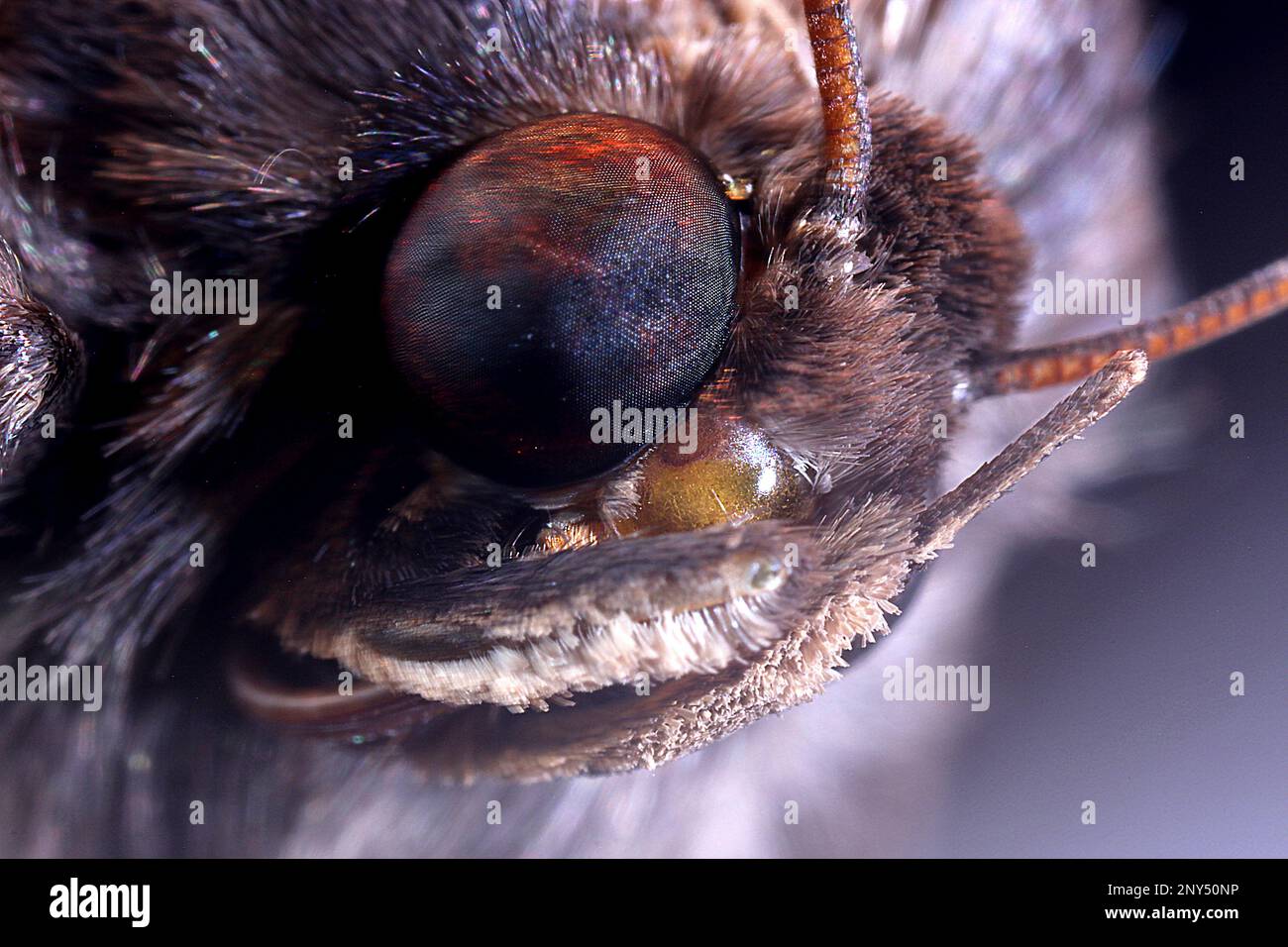 Close-up images of a moth's headand eyes Stock Photo - Alamy