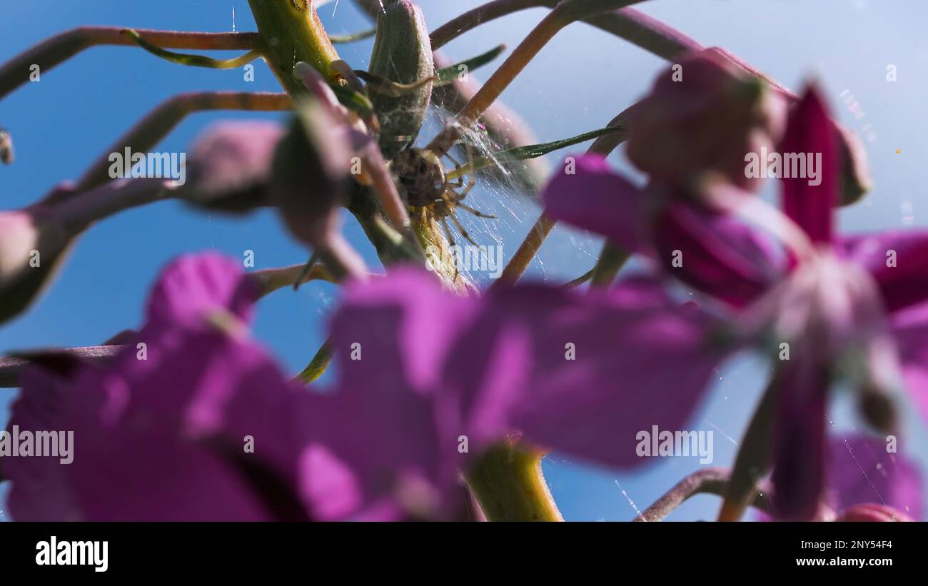 Spiders weaving webs on flowers. Creative.Small insects that make ...