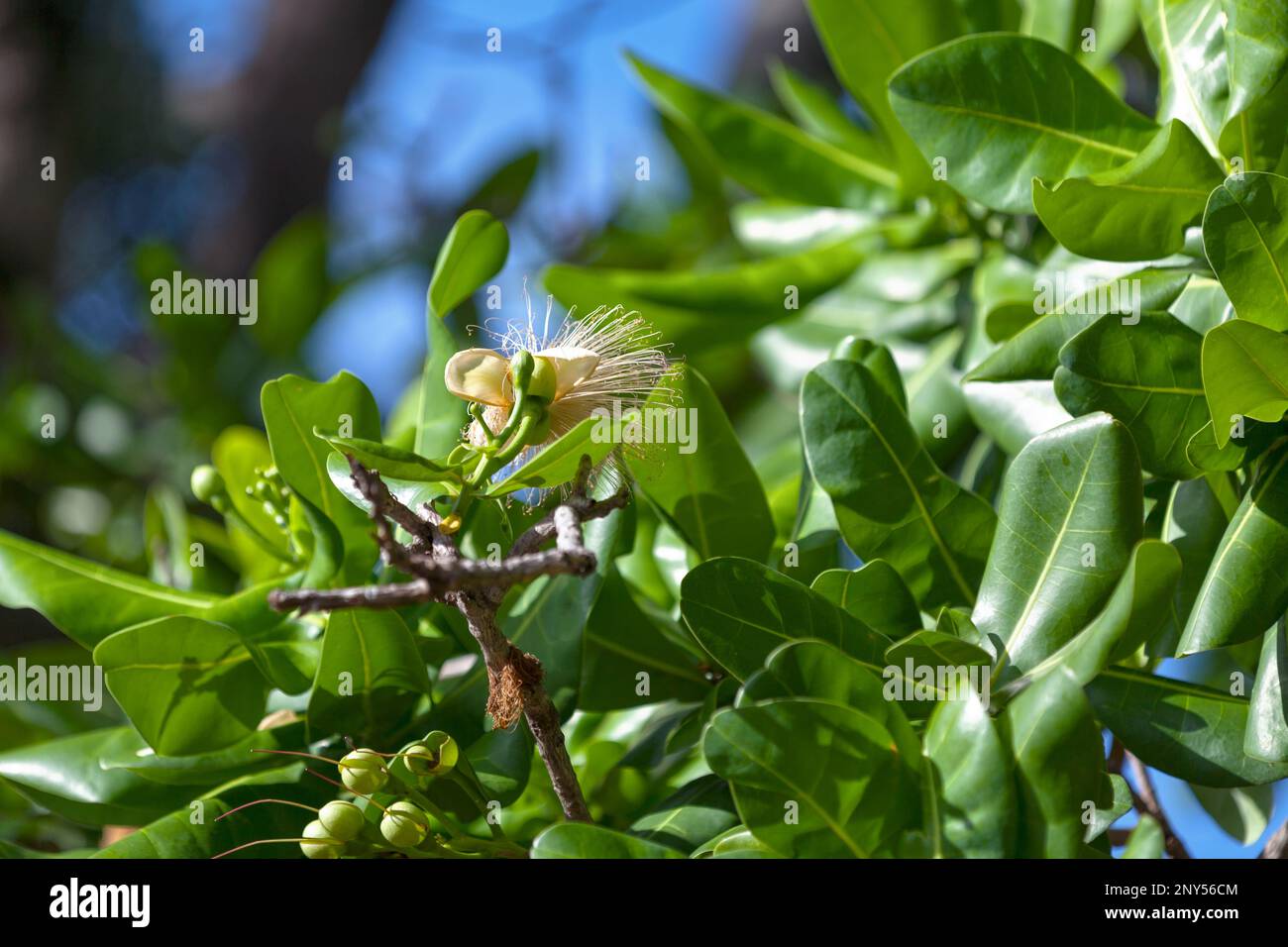 Barringtonia asiatica (fish poison tree, putat or sea poison tree) is a ...