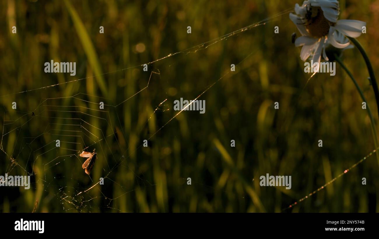 Spiders weaving webs on flowers. Creative.Small insects that make ...