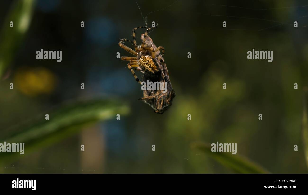 Insects. Creative.Green grass where bumblebees collect nectar from ...