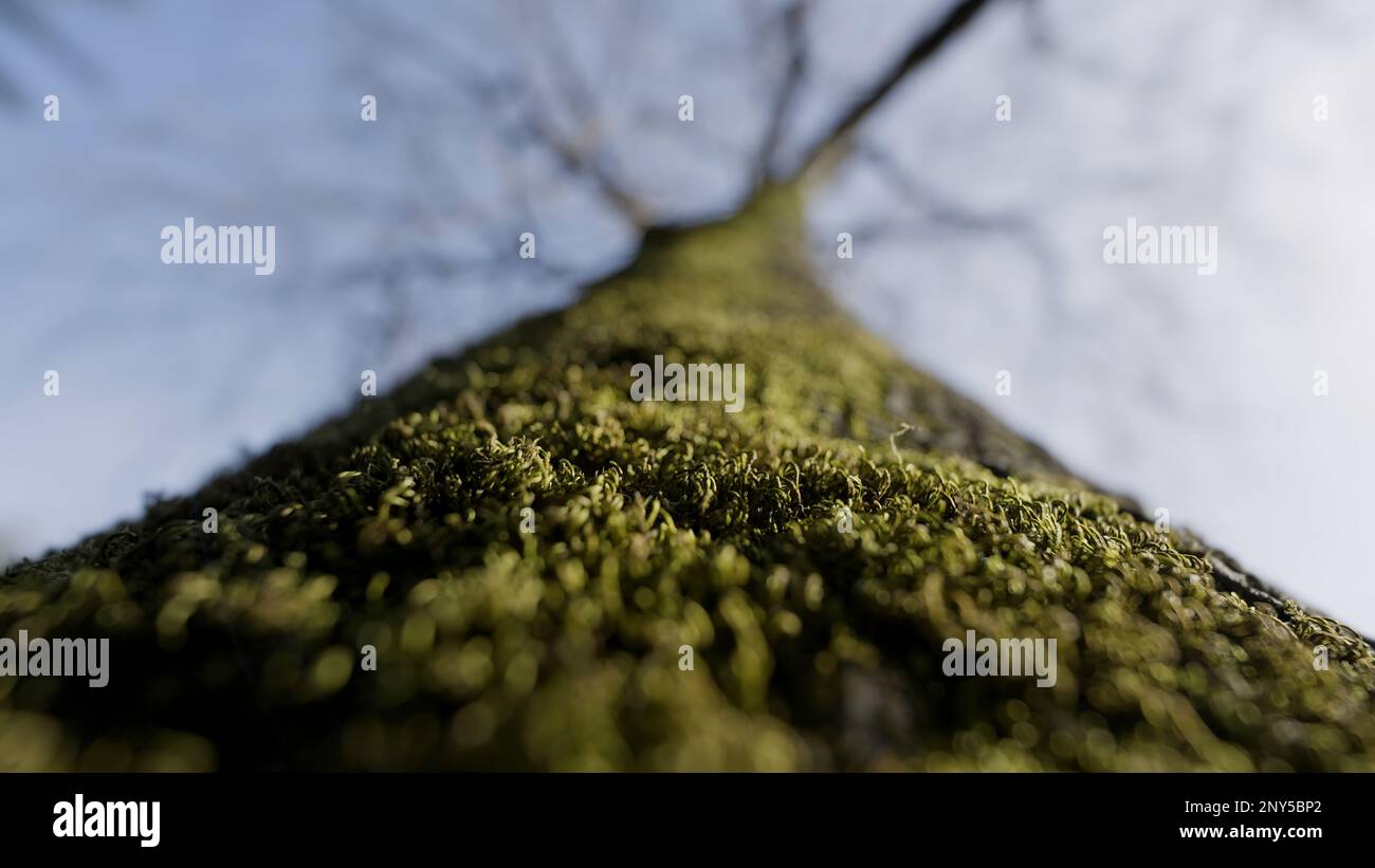 A thick green tree. Action. A huge tree covered with moss with long ...