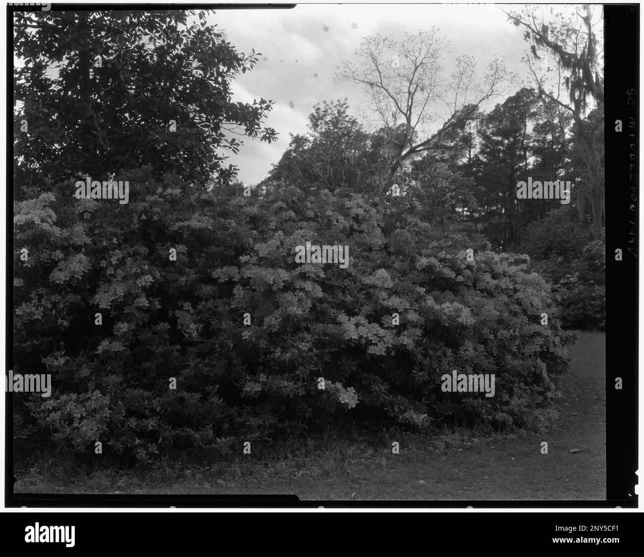 Middleton Place, Ashley River vic., Dorchester County, South Carolina ...