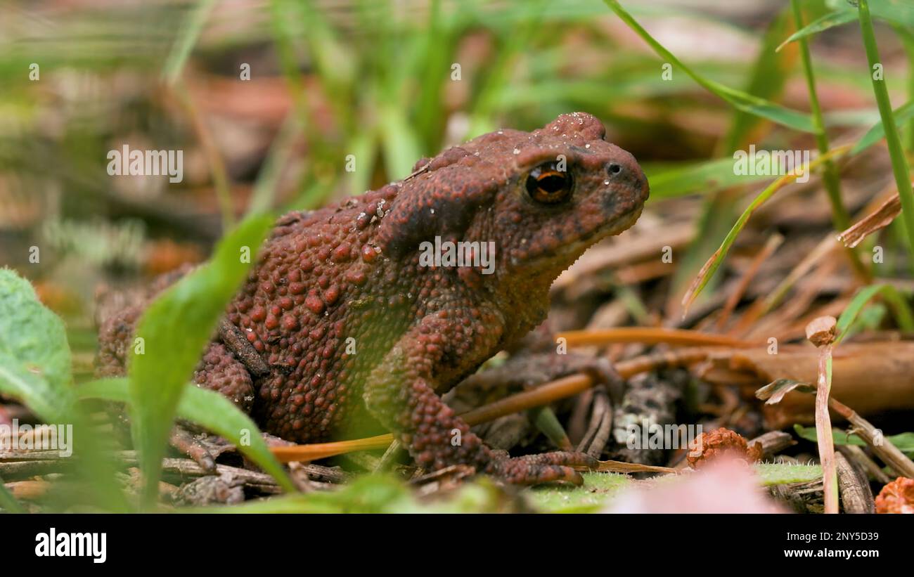 Huge dark toad. Creative. A large frog that breathes and its belly ...